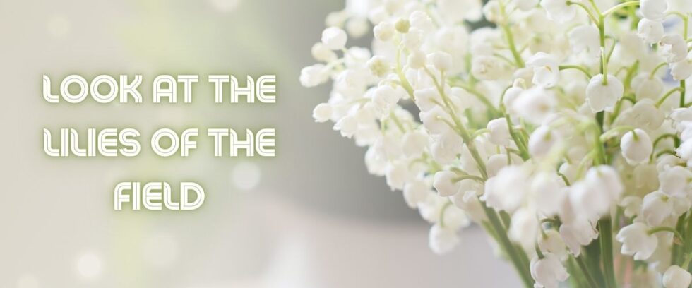 Look at the Lilies of the Field! | Global AIM USA